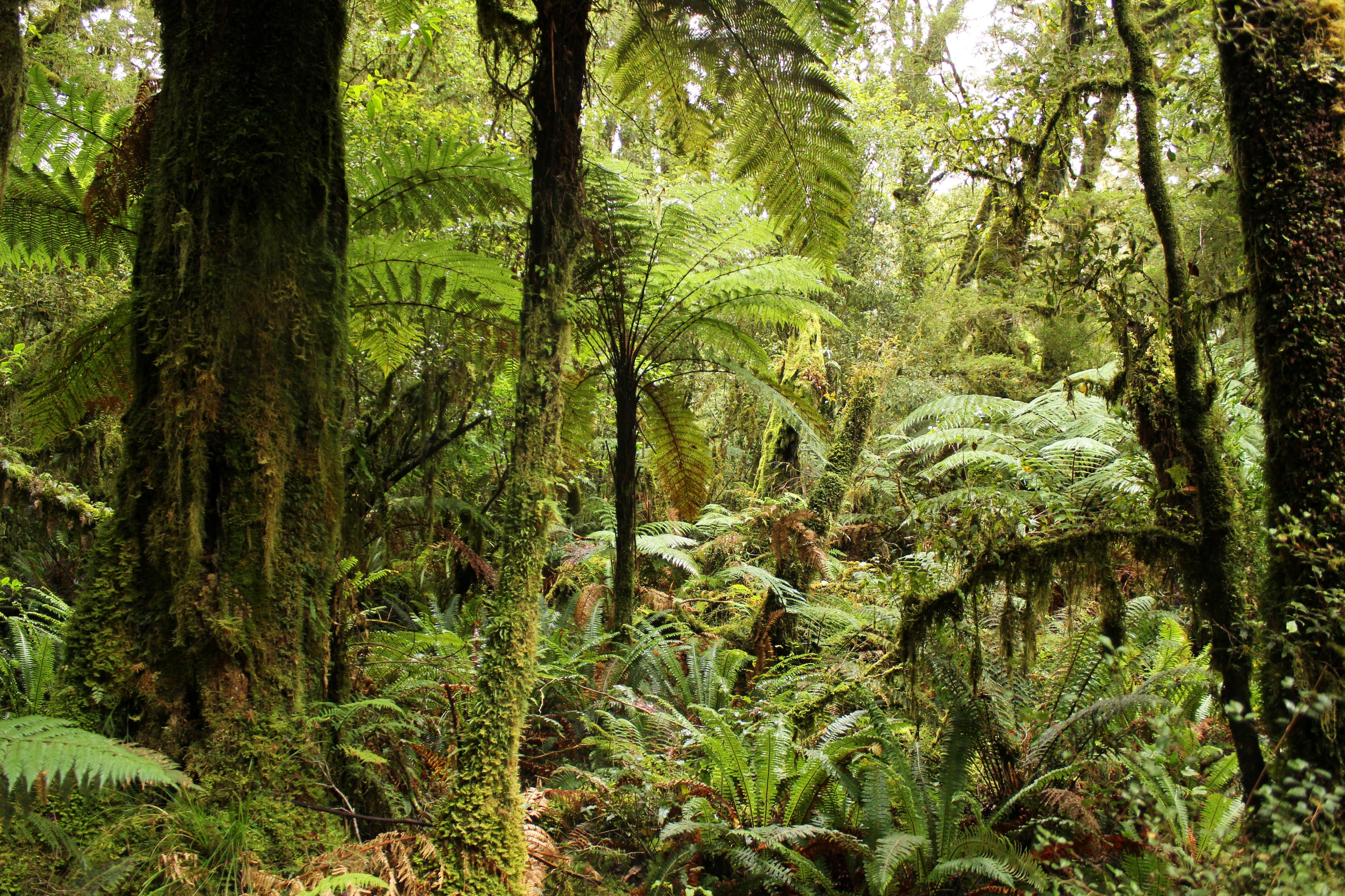 NZ Natural Scenes Mural Wallpaper Mural Online NZ | The Inside