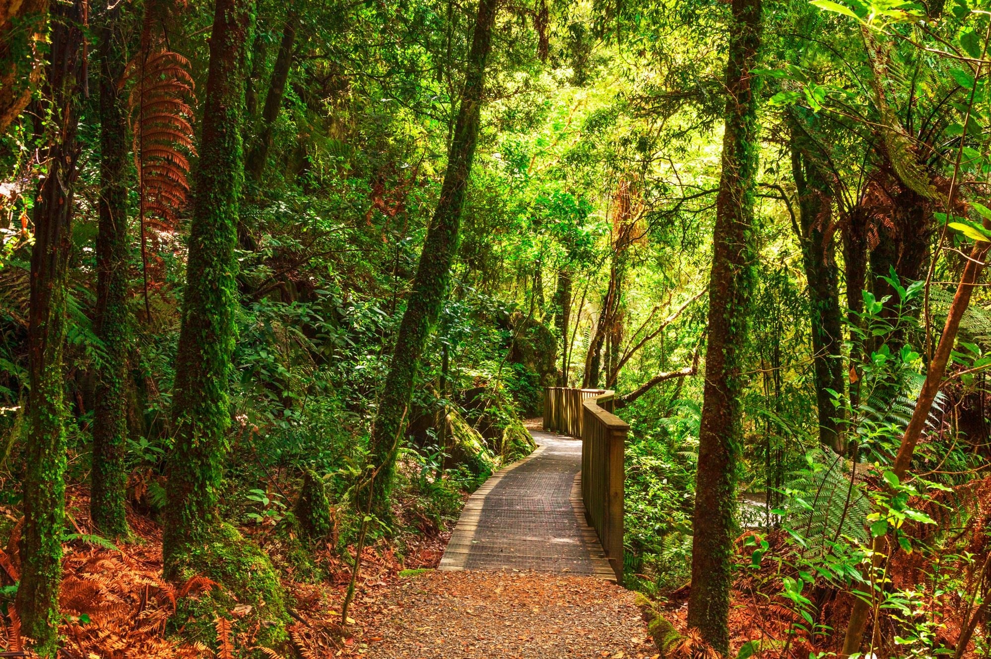 NZ Natural Scenes Mural Wallpaper Mural Online NZ | The Inside